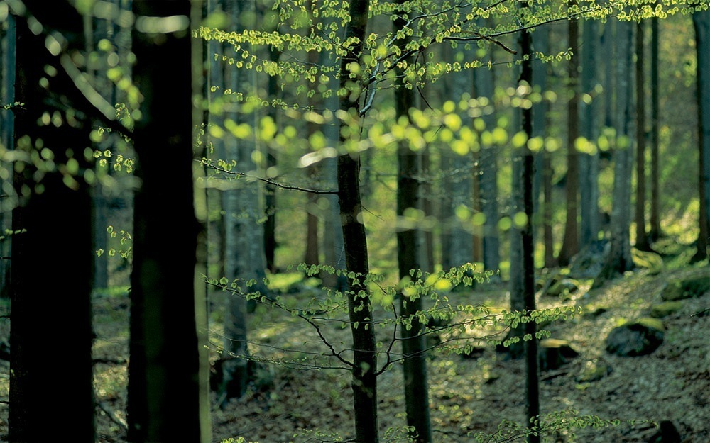 Lenzing Elevates Sustainability with 1st Anniversary of LENZING ...